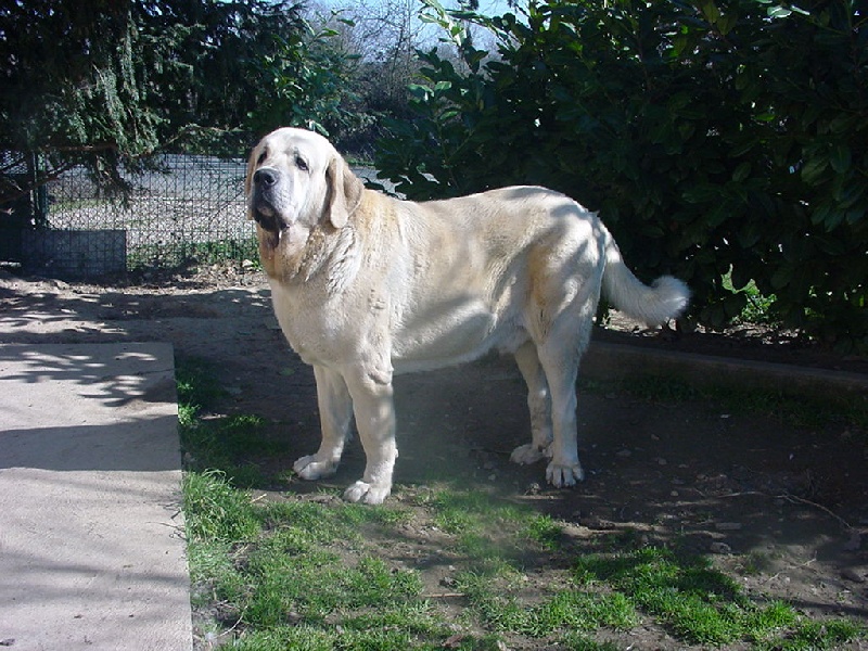 Chien Mâtin espagnol Pardo De fuente mimbre