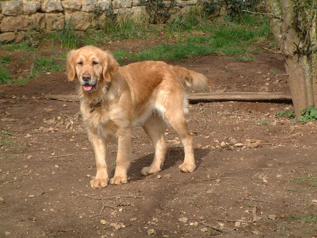 Chien Golden Retriever land of anaka Rwanda