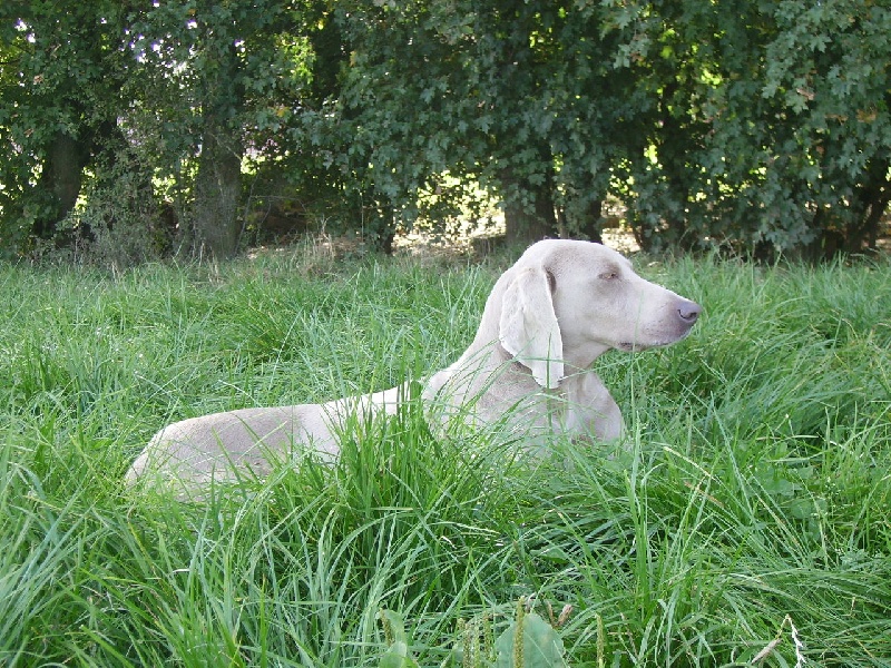 Chien Braque de Weimar Urfa De la marina de fiumalto