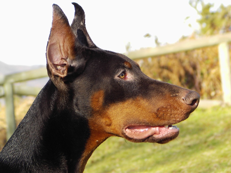Chien Dobermann Luke de rizzi Lluna Na Cobertoria