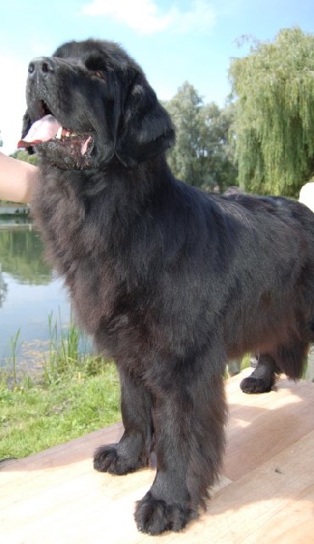 Chien Terre-neuve Téquila Du domaine de l'ourson brun