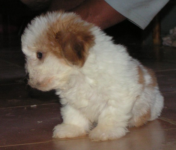 Chien Coton de Tulear Chipie vom Konigreich Der Rose