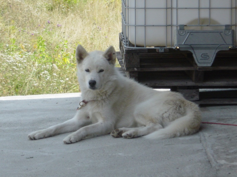 Chien Chien du Groenland Baltik des cinq vallées blanches