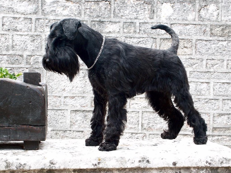 Chien Schnauzer United color de laouen ki
