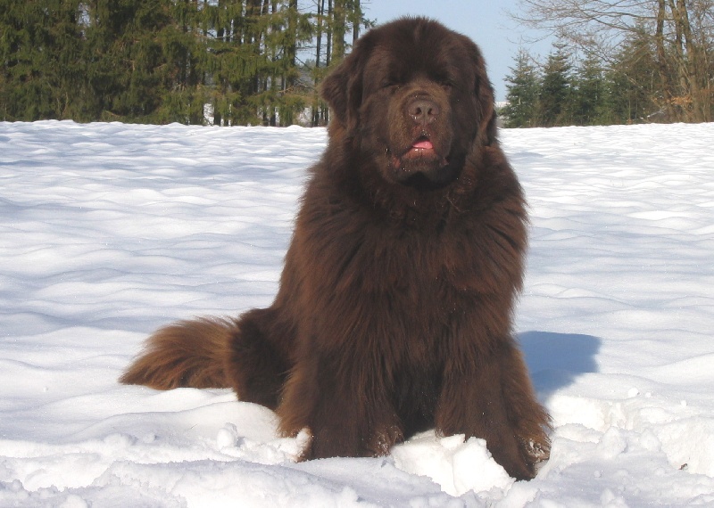 Chien Terre-neuve Brasko de la legende d'ebene et de bronze