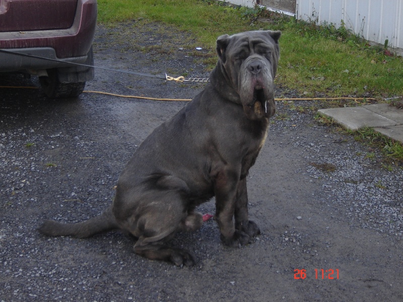 Chien Mâtin Napolitain agrippina Titus pullo