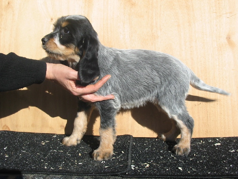 Chien Griffon bleu de Gascogne Diane des Hurleurs de Randon