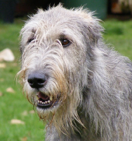 Chien Levrier Irlandais Belle d'eté du Miroir du Risèd
