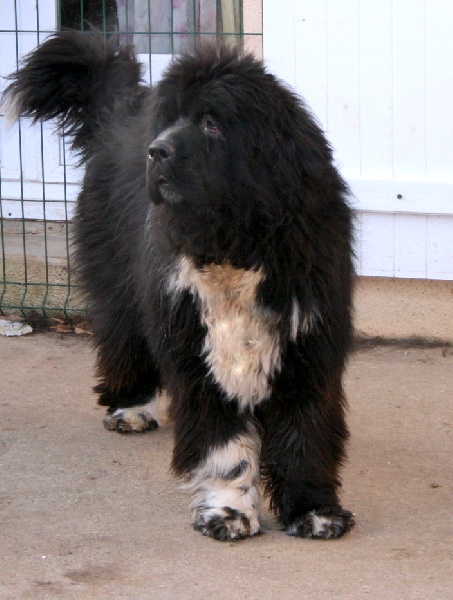 Chien Terre-neuve Bethyna Du Domaine De Flambeau