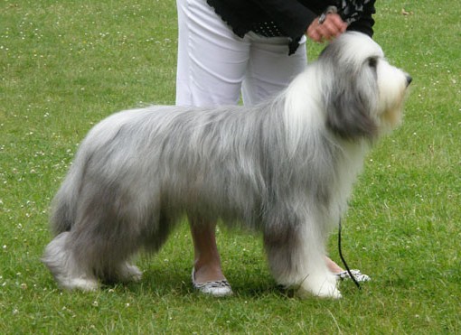 Chien Bearded Collie Black Cooper Donovan