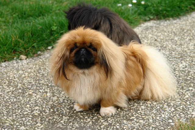 Chien Pekinois Coco chanel Of betty home