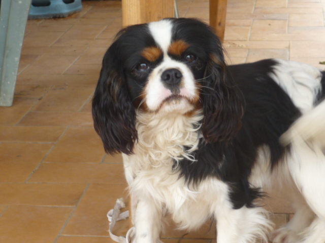 Chien Cavalier King Charles Spaniel Caline des soleil de vendome