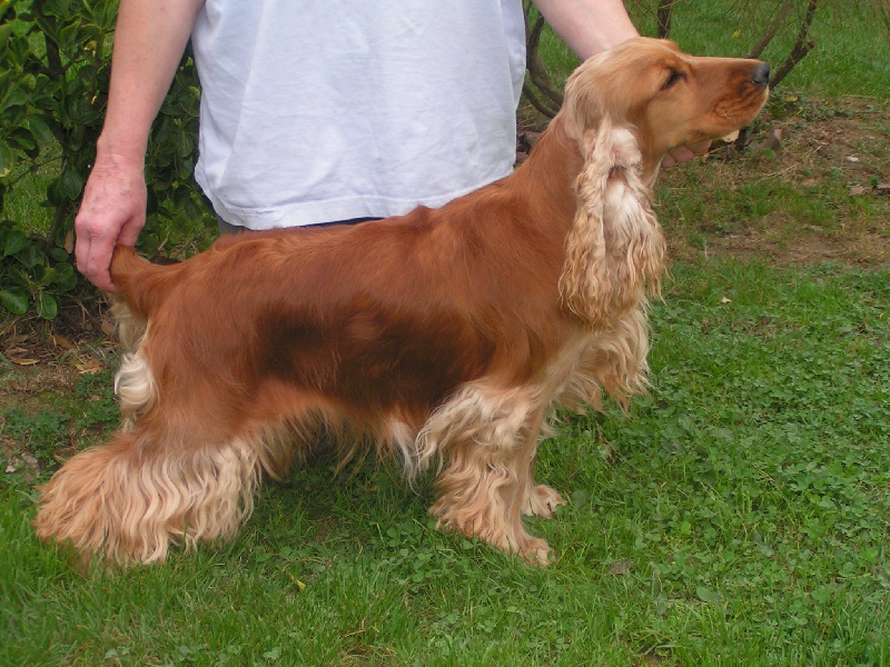 Chien Cocker Spaniel Anglais Bess du Rieu-Grand