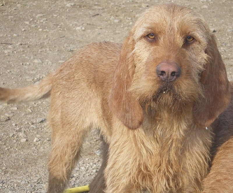 Chien - Dede du rallye du pays cathare - Elevage du rallye du pays ...
