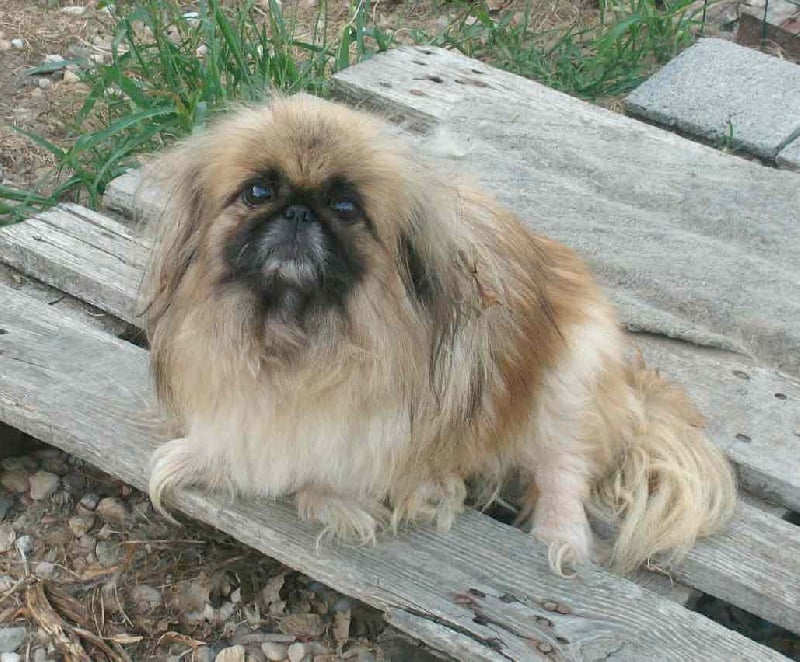 Chien Pekinois Time after time du jardin de vatsana