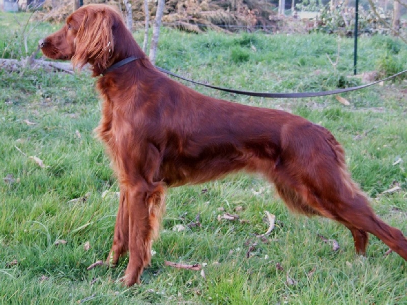 Chien Setter irlandais rouge Alpha dite athena du vieux tilleul de ...