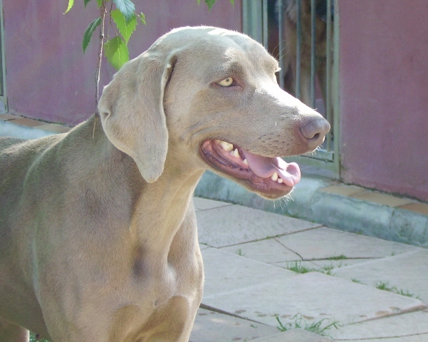 Chien Braque de Weimar Cléopatre dite cléo Du domaine des brevonnes