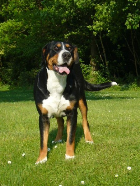 Chien Grand bouvier suisse AZIYADE (Sans Affixe)