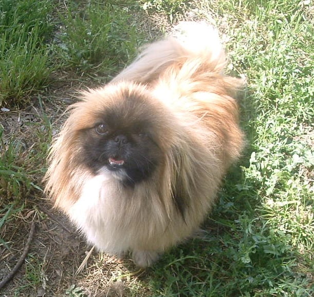 Chien Pekinois Andréa du jardin de vatsana