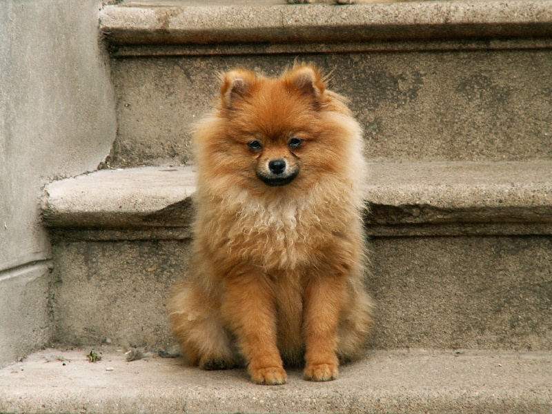 Chien Spitz allemand Bagatelle du jardin des merveilles