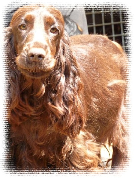 Chien Cocker Spaniel Anglais Daphnie brune des chemins d'eau