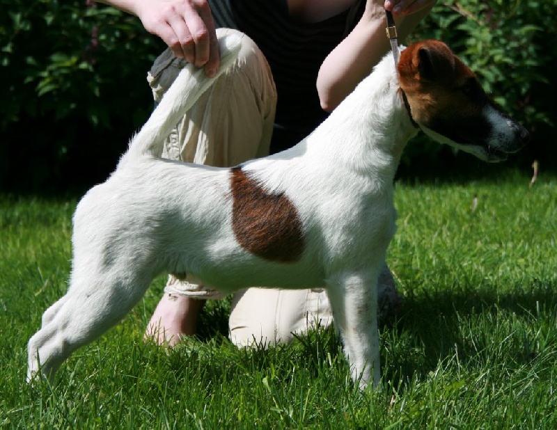 Chien Fox Terrier Poil lisse du Bois des Vallons Mosku