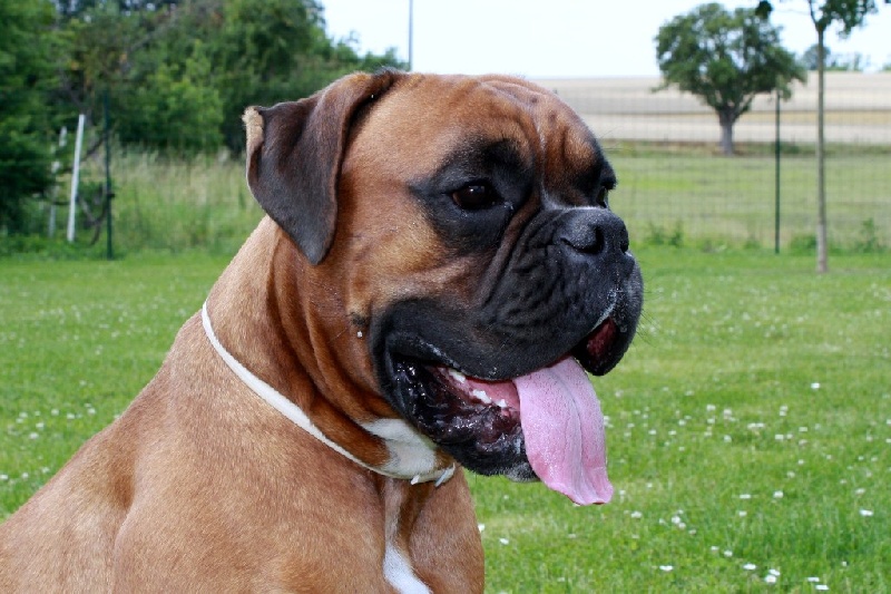 Chien Boxer D'jinn du Val D'Europe