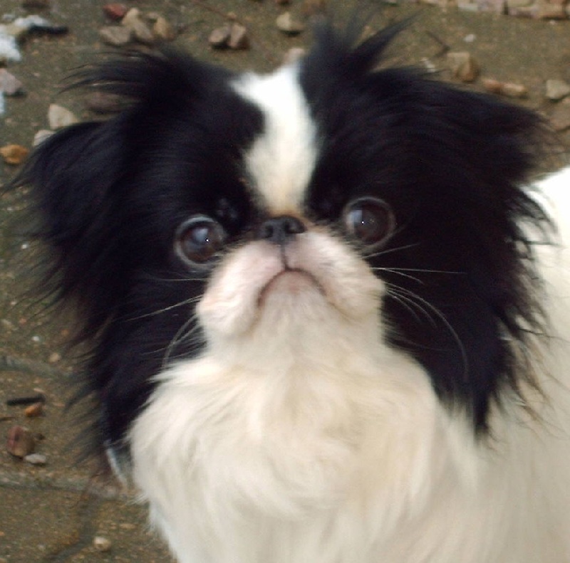 Chien Epagneul Japonais Drôle de geisha de Aazard'Jat