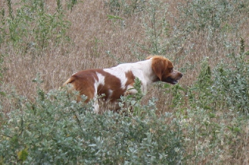 Chien Epagneul Breton Coukeur du Puech Garou