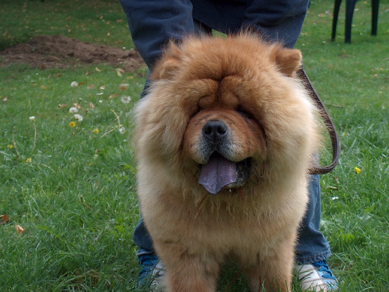 Chien Chow Chow Van-haÏ-na du domaine de Syrtos