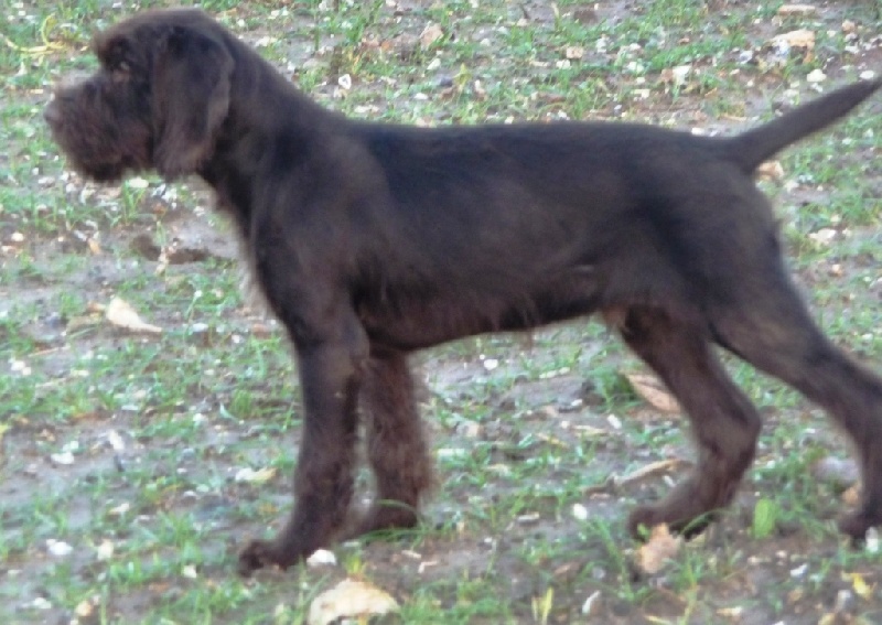 Chien Barbu tchèque Eros des camilloux de la vieille forge