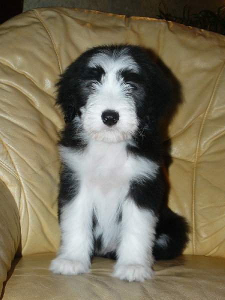 Chien Bearded Collie Esméralda dite esther of Blue Eden