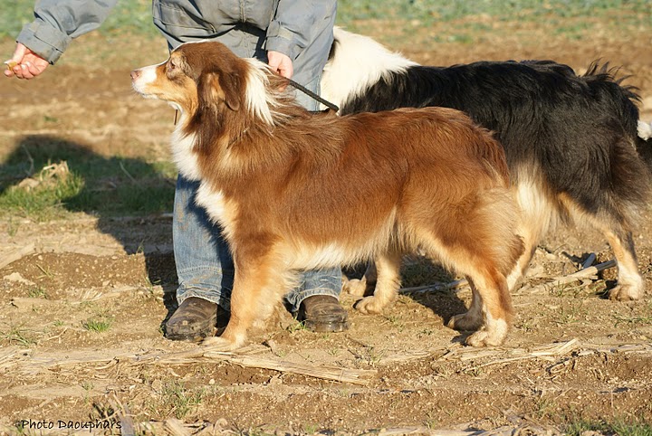 Chien Berger Australien Ex libris du Grand Germancé