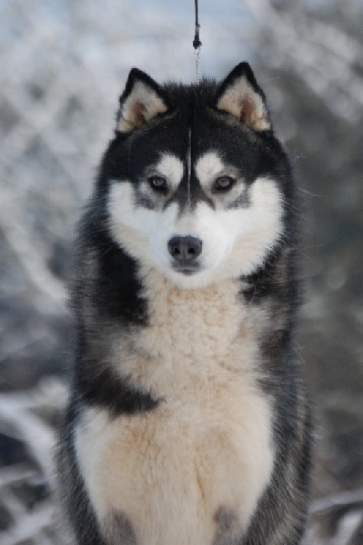 Chien Siberian Husky Docteur house dit ducky Of cold winter nights