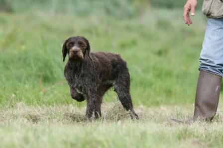 Chien Barbu tchèque Canaille des camilloux de la vieille forge