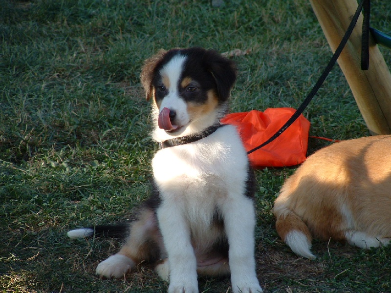 Chien Berger Australien E'Mandy du Grand Germancé