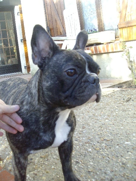 Chien Bouledogue français Demoiselle sissi Des brumes de la vallée du cher