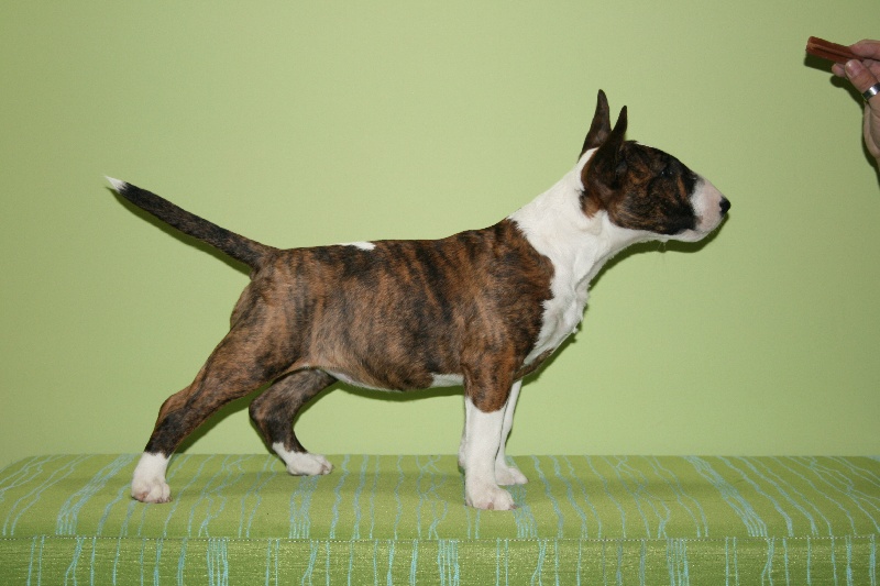 Chien Bull Terrier Icon of full of spirit (Sans Affixe)