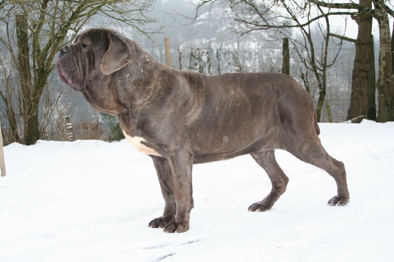 Chien Mâtin Napolitain C'dincky of angelspurr