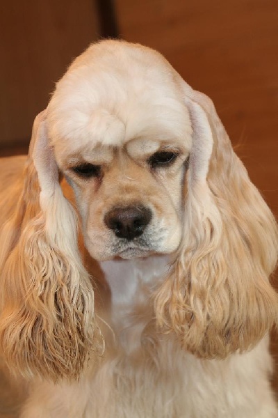 Accueil - Elevage Du palais des sables - eleveur de chiens American ...