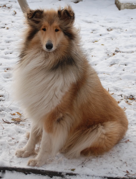 Chien Colley à poil long Daisy blonde des rives d'Alaric