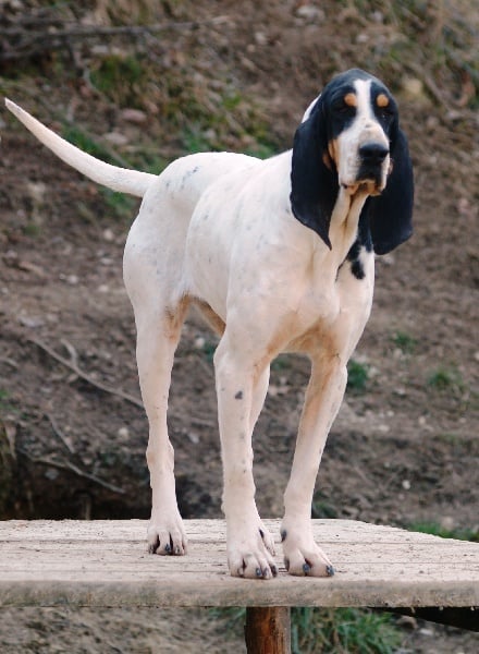Chien Grand gascon saintongeois Camargue Titre Initial