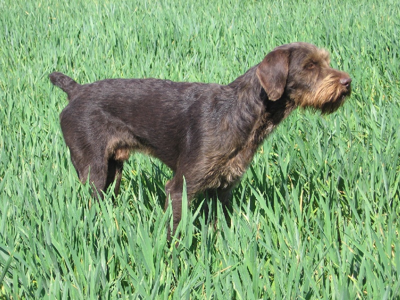 Chien Barbu tchèque Bret von der schankenfels