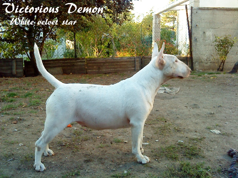 Chien Bull Terrier White velvet star at Victorious Demon