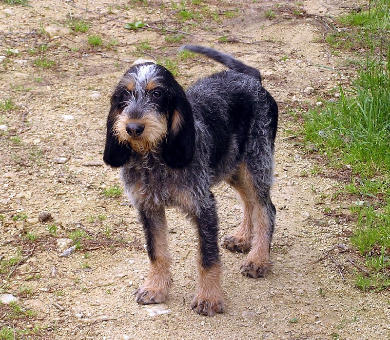 Chien Griffon bleu de Gascogne Fiasco de la vallée de l'Arcomie