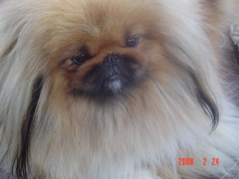 Chien Pekinois TR. VICKY des Capucins de Pek King
