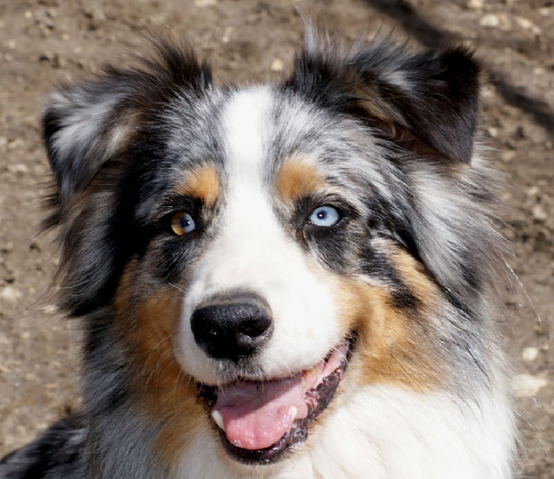 image de chien toute les races - Image De