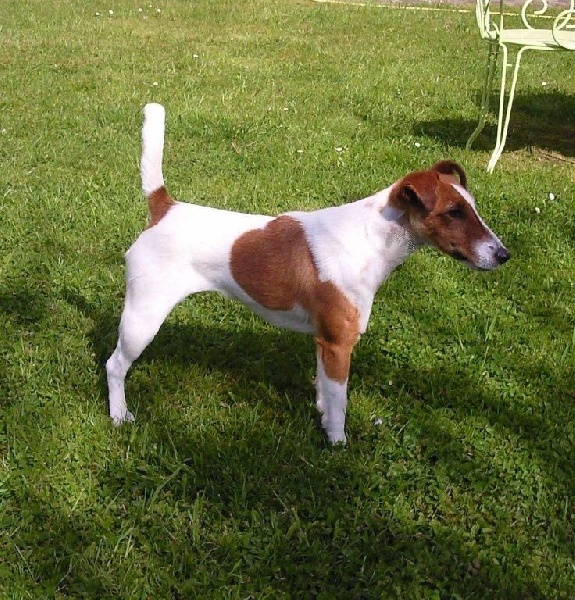 Chien Fox Terrier Poil lisse Betty boops De gros bois