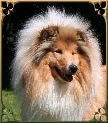 Chien Colley à poil long CH. Divine Comédie des marecages du Prince