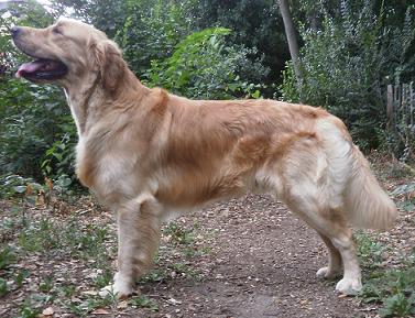 Chien Golden Retriever Strawberry'N Me Endless snake dragoon